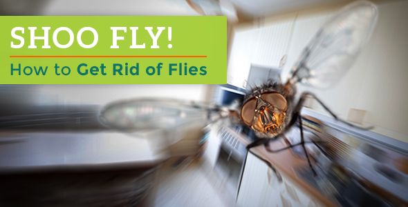 All About Flies | Natural Fly Control Options