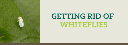 How to Kill Whiteflies | Whitefly Reproduction & Life Cycle