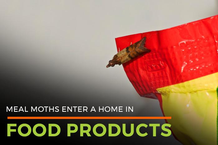Meal & Pantry Moths Facts | Pantry Moth Control | Life Cycle