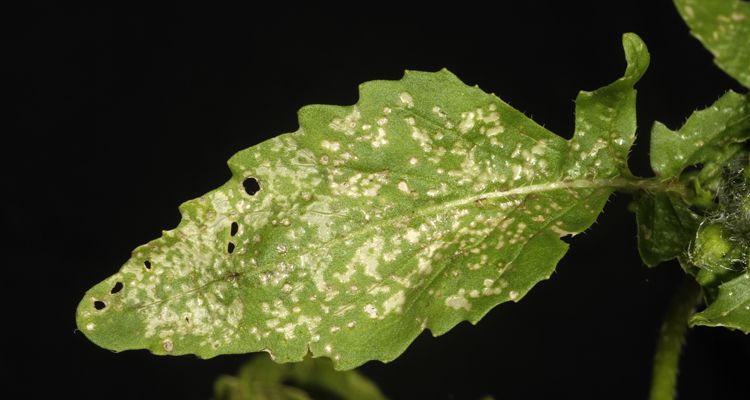 Hydroponic Lettuce Disease