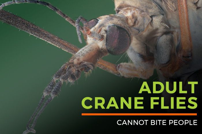 Crane Fly Facts | How to Get Rid of Crane Flies | Control & Habitat