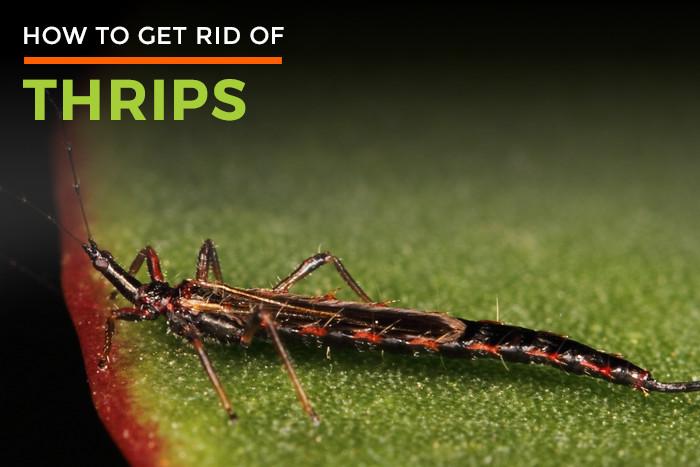 Thrips Life Cycle | Thrips Control | Thrip Killer