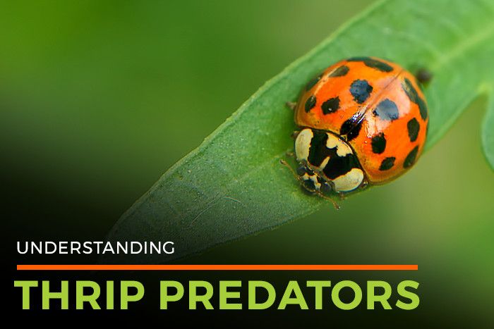 Thrips Life Cycle | Thrips Control | Thrip Killer