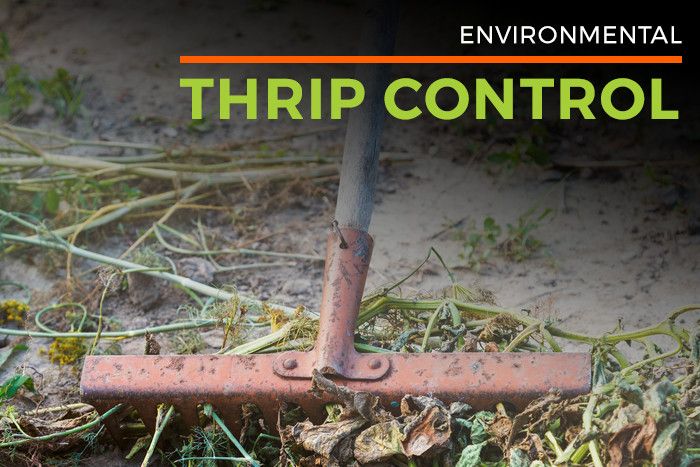Thrips Life Cycle | Thrips Control | Thrip Killer