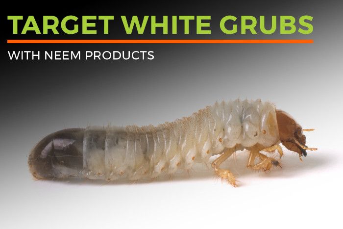 White Grubs In Garden | Facts, Diet, Habitat & Life Cycle