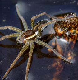 Raft Spiders Facts | Insects in Education