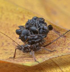 ASSASSIN BUG Facts | Insects in Education