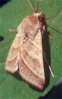 Corn Earworm Moth | Earworms Facts, Habitat & Life Cycle