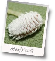 Mealybugs Life Cycle | Habitat, Control, Reproduction & More