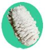 Mealybugs Life Cycle | Habitat, Control, Reproduction & More