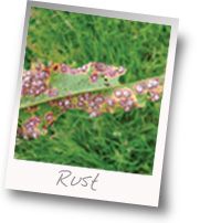 Plant Rust Disease | Characteristics, Life Cycle & Susceptibility