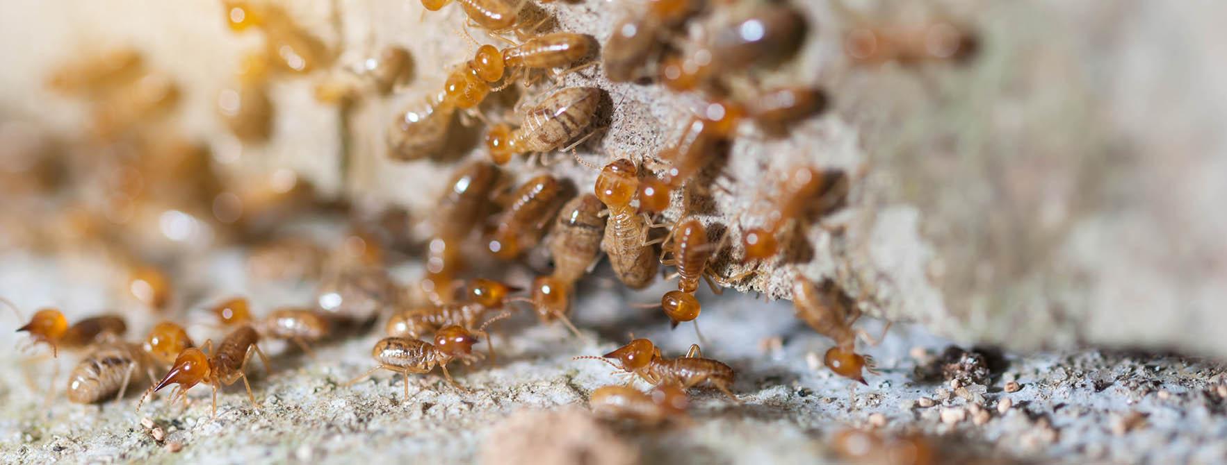 Mound-Building Termite Facts | Insects in Education