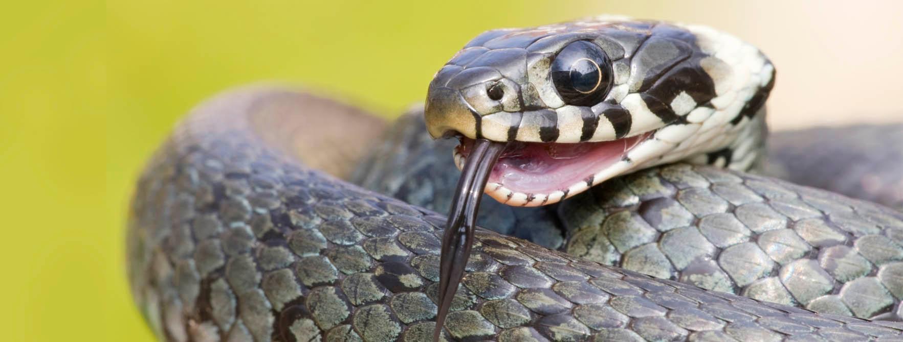 Pest Animal Library - Snakes