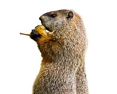 Pest Animal Library - Groundhogs