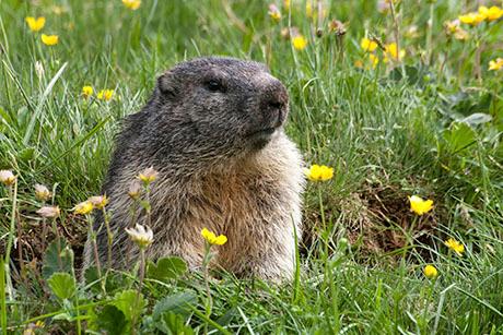 Pest Animal Library - Groundhogs