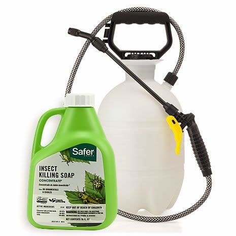 Safer® Brand Insect Killing Soap Concentrate 16oz