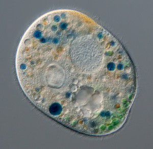 Life Underground: How Various Soil Organisms Deliver Healthy Grass