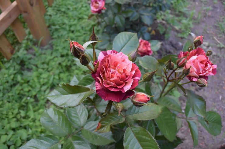 What Type Of Rose Should I Plant?