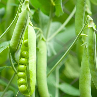 Safer® Brand 3-in-1 Garden Spray Concentrate 32oz