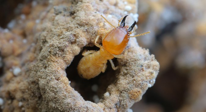 Mound-Building Termite Facts | Insects in Education