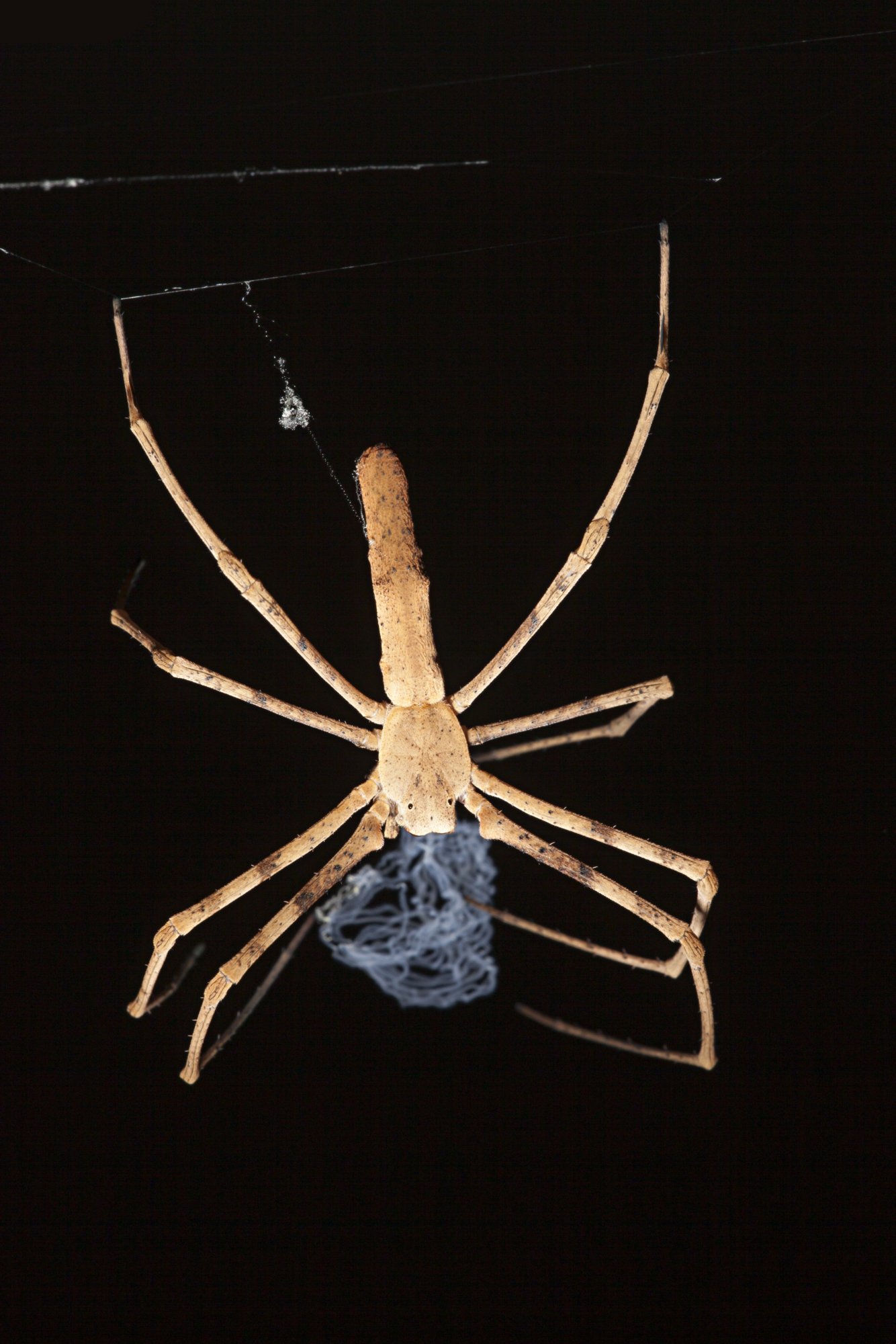 Ogre-Faced Spider Facts | Insects in Education