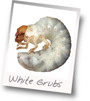 White Grubs In Garden | Facts, Diet, Habitat & Life Cycle
